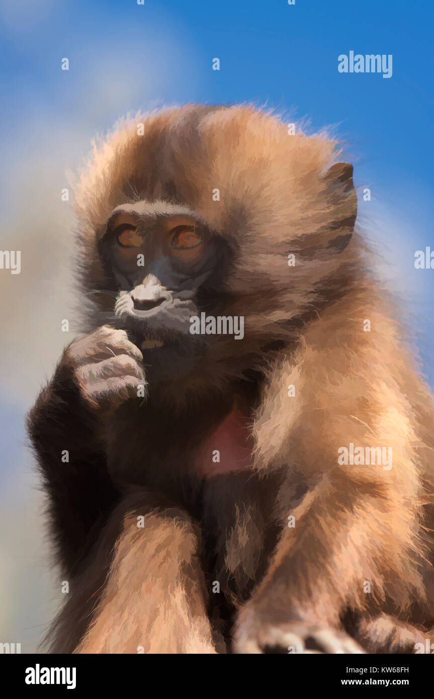 Baby Gelada baboon (Theropithecus Gelada), Simien mountains national ...