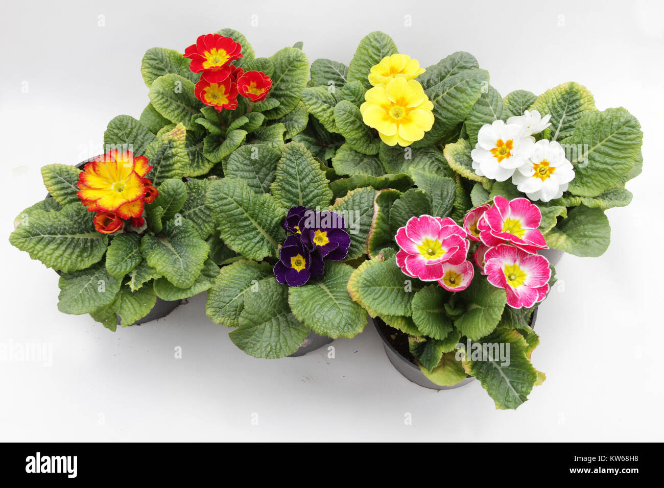 Iglika hi-res stock photography and images - Alamy