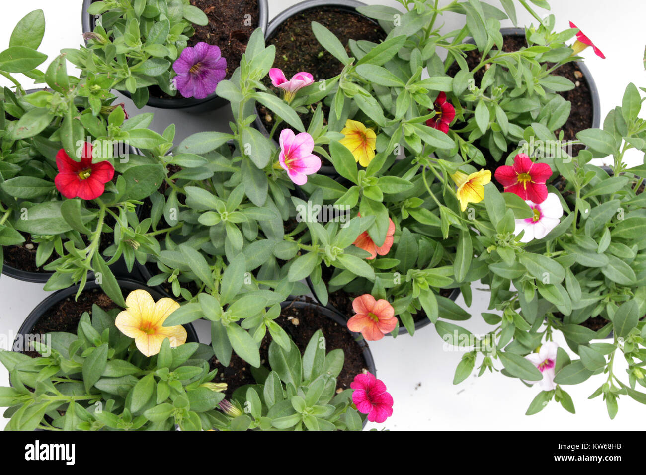 Petunia. Colorful variety of petunias in pots isolated on white ...