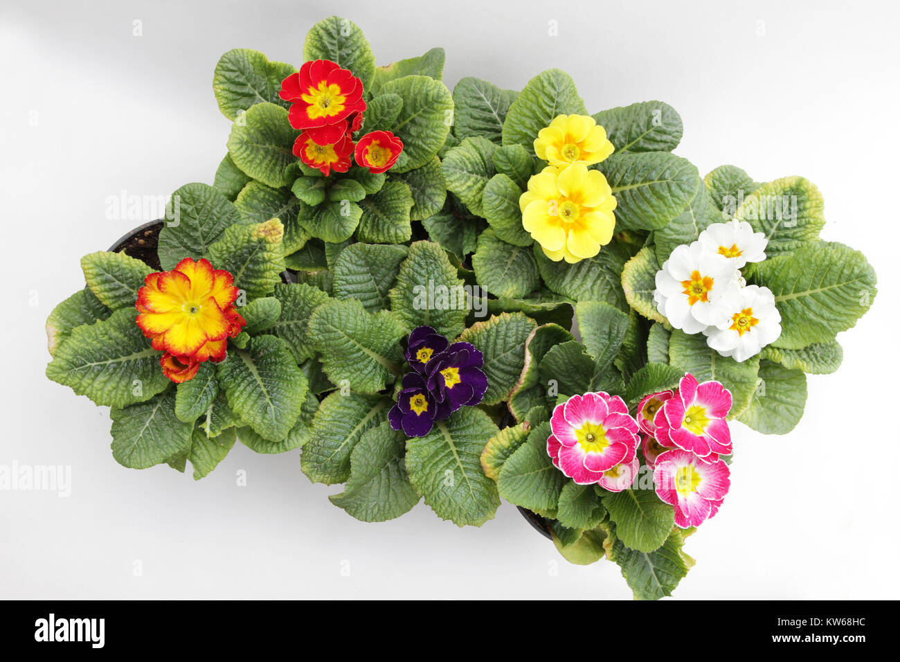 Primula. Primrose. Field with Spring flower Primula with green leafs ...
