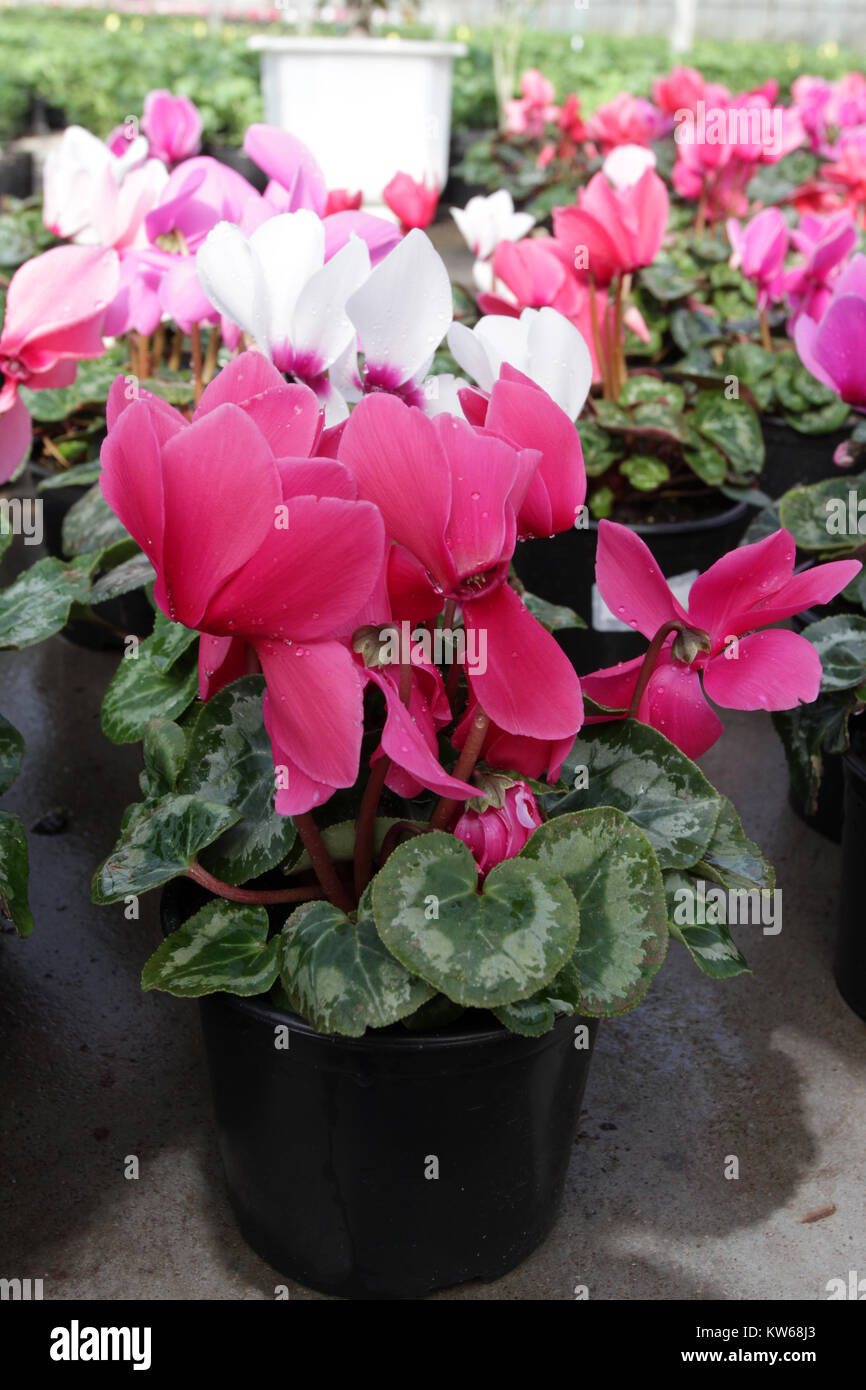 Cyclamens in pot hi-res stock photography and images - Alamy