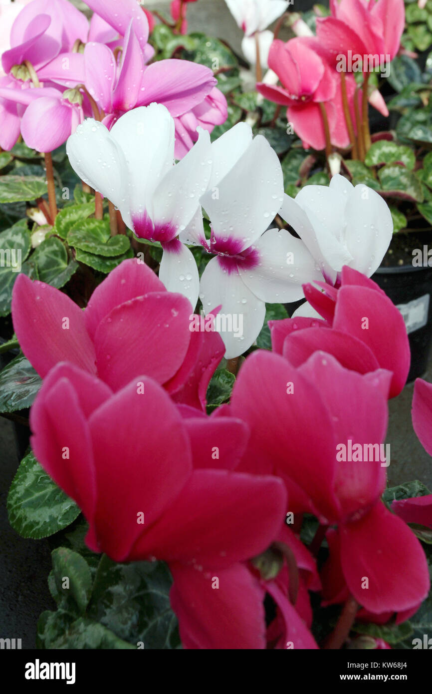Purple cyclamen flowers in field hi-res stock photography and images ...