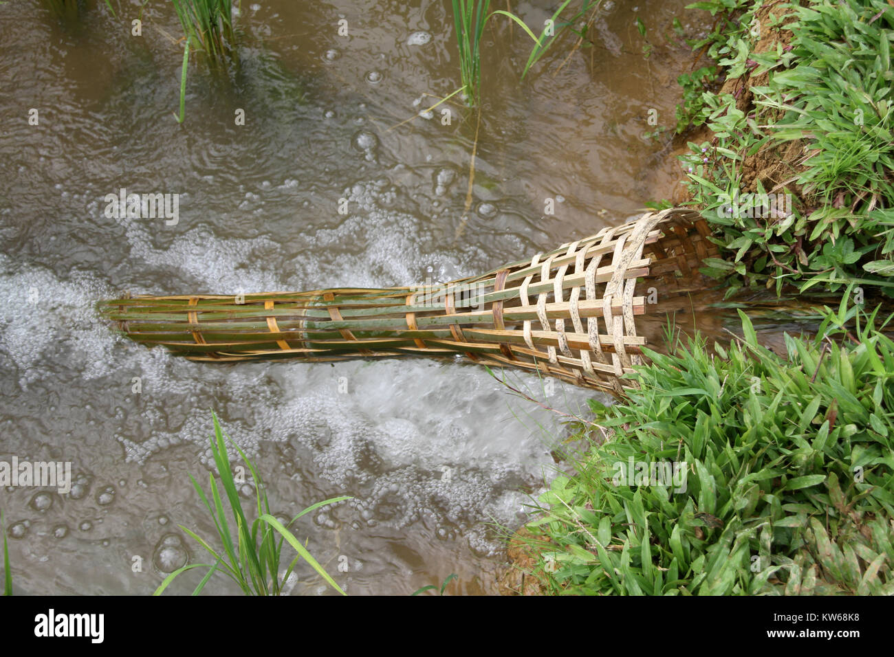 Bamboo wooden trap on the rice field in Laos Stock Photo - Alamy