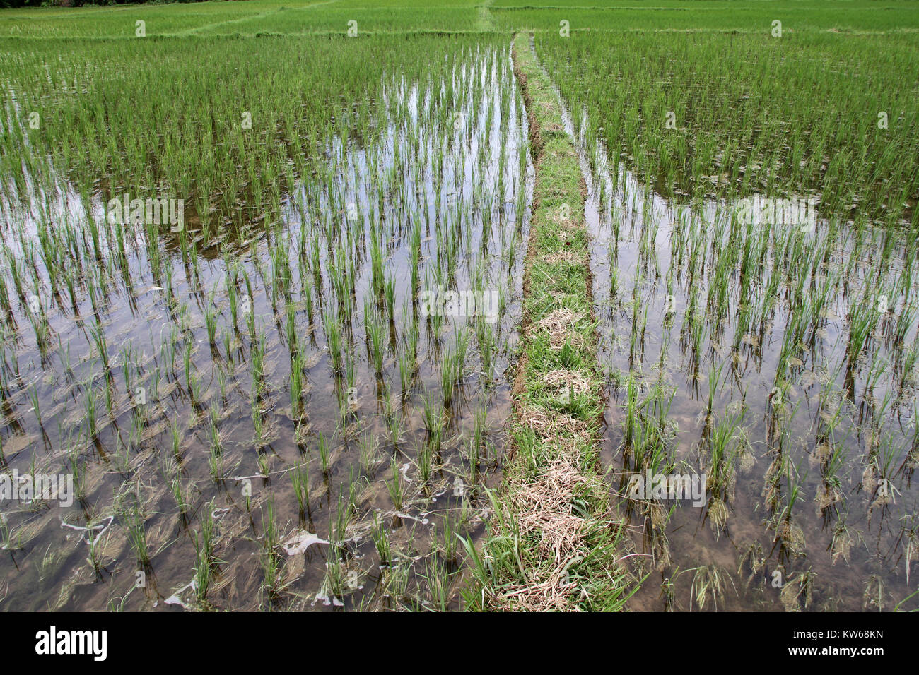 Water on the rice field near Luang Prabang, Laos Stock Photo - Alamy