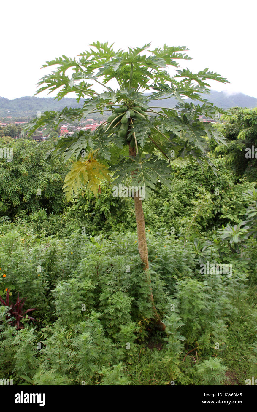 Papaya tree with ripening fruit hi-res stock photography and images - Alamy