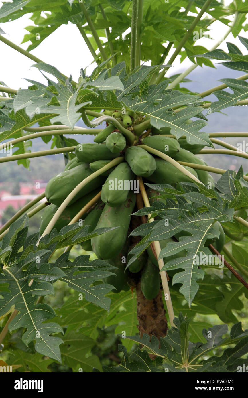 Papaya tree with ripening fruit hi-res stock photography and images - Alamy