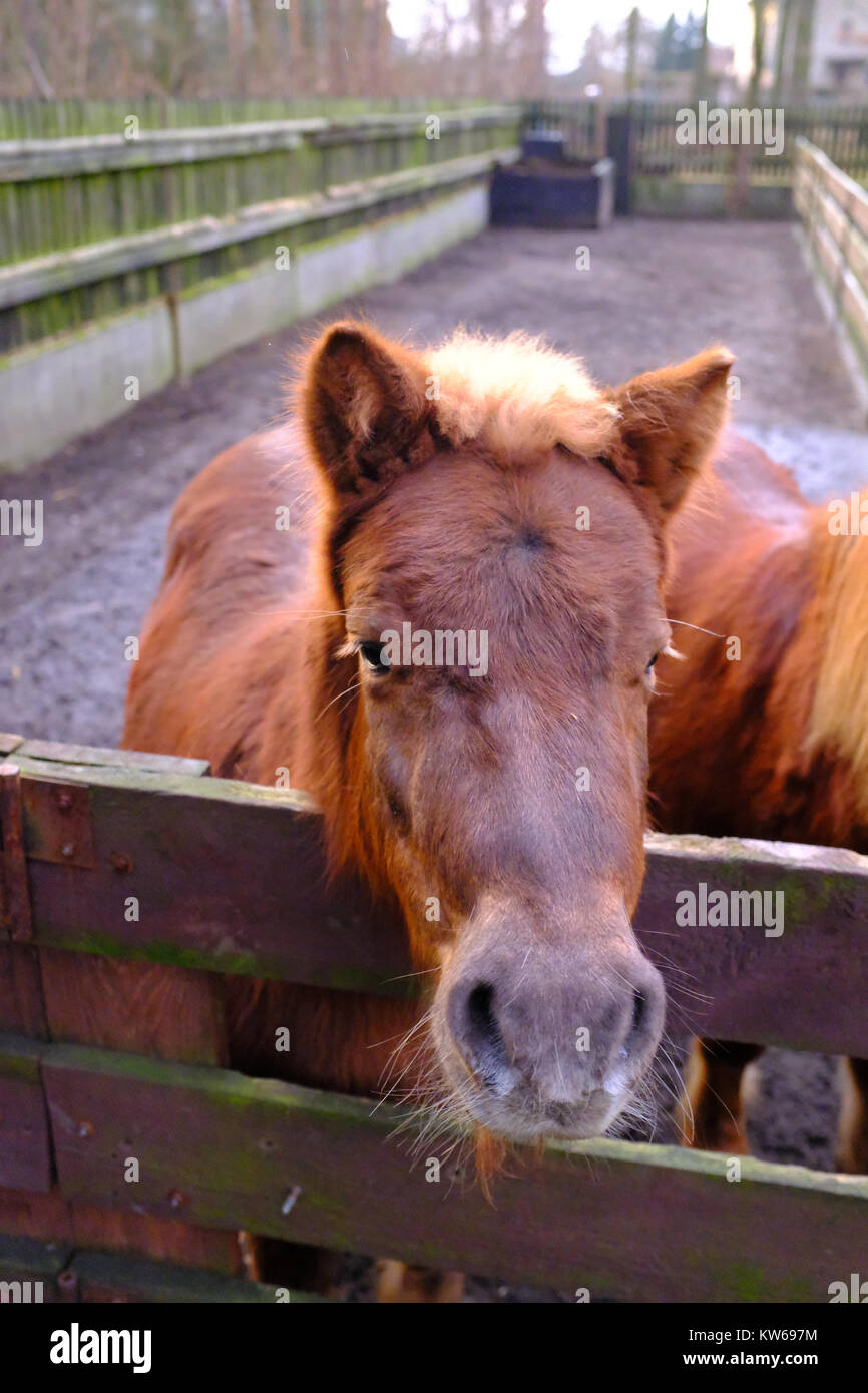 Miniature dwarf horse hi-res stock photography and images - Alamy