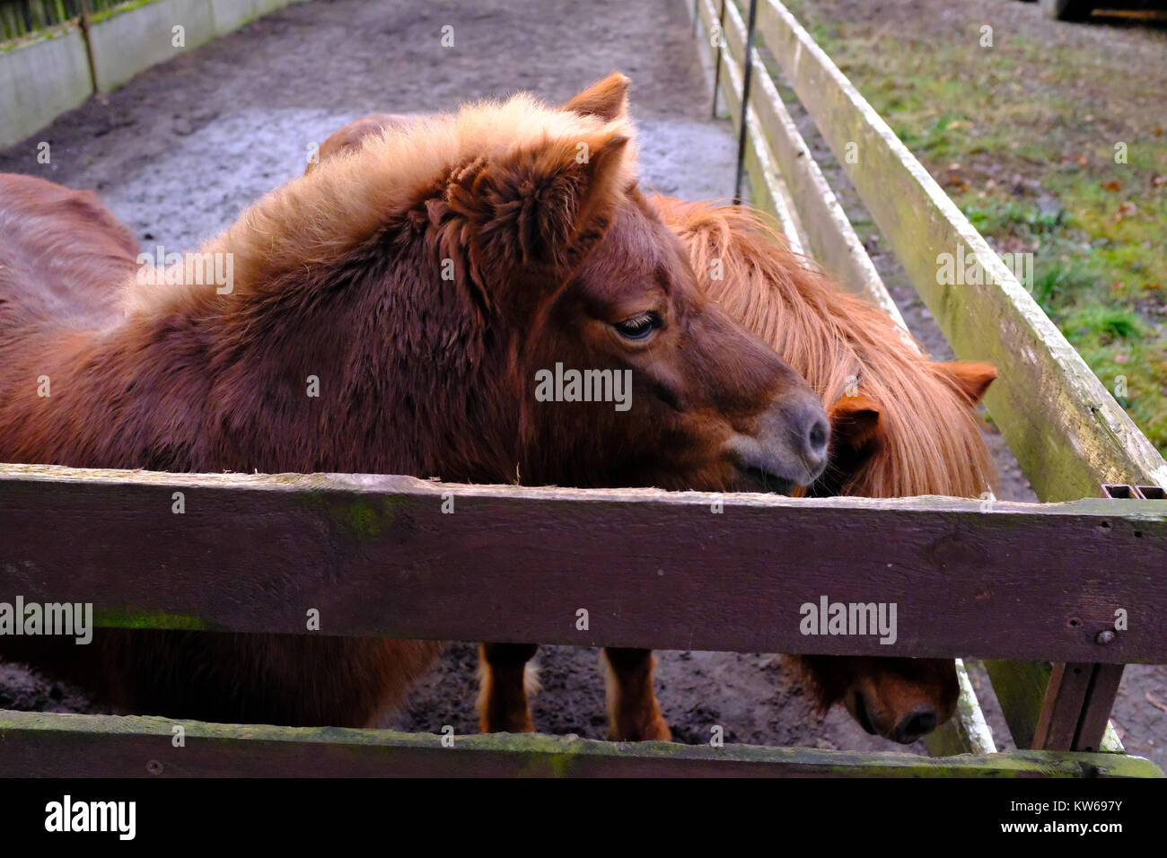 Two small ponies Stock Photo - Alamy