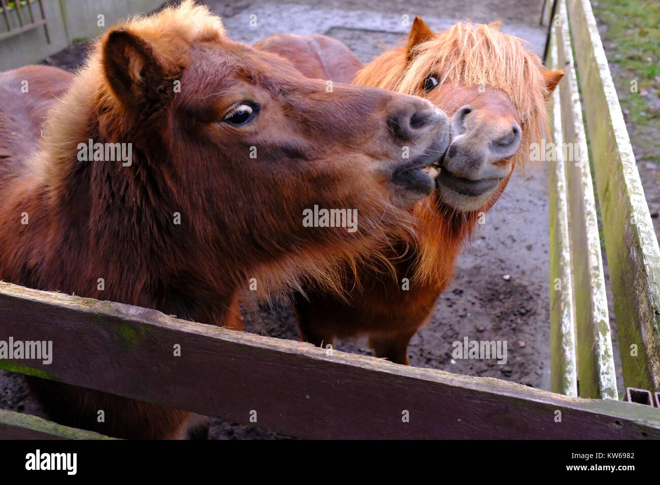 Miniature dwarf horse hi-res stock photography and images - Alamy