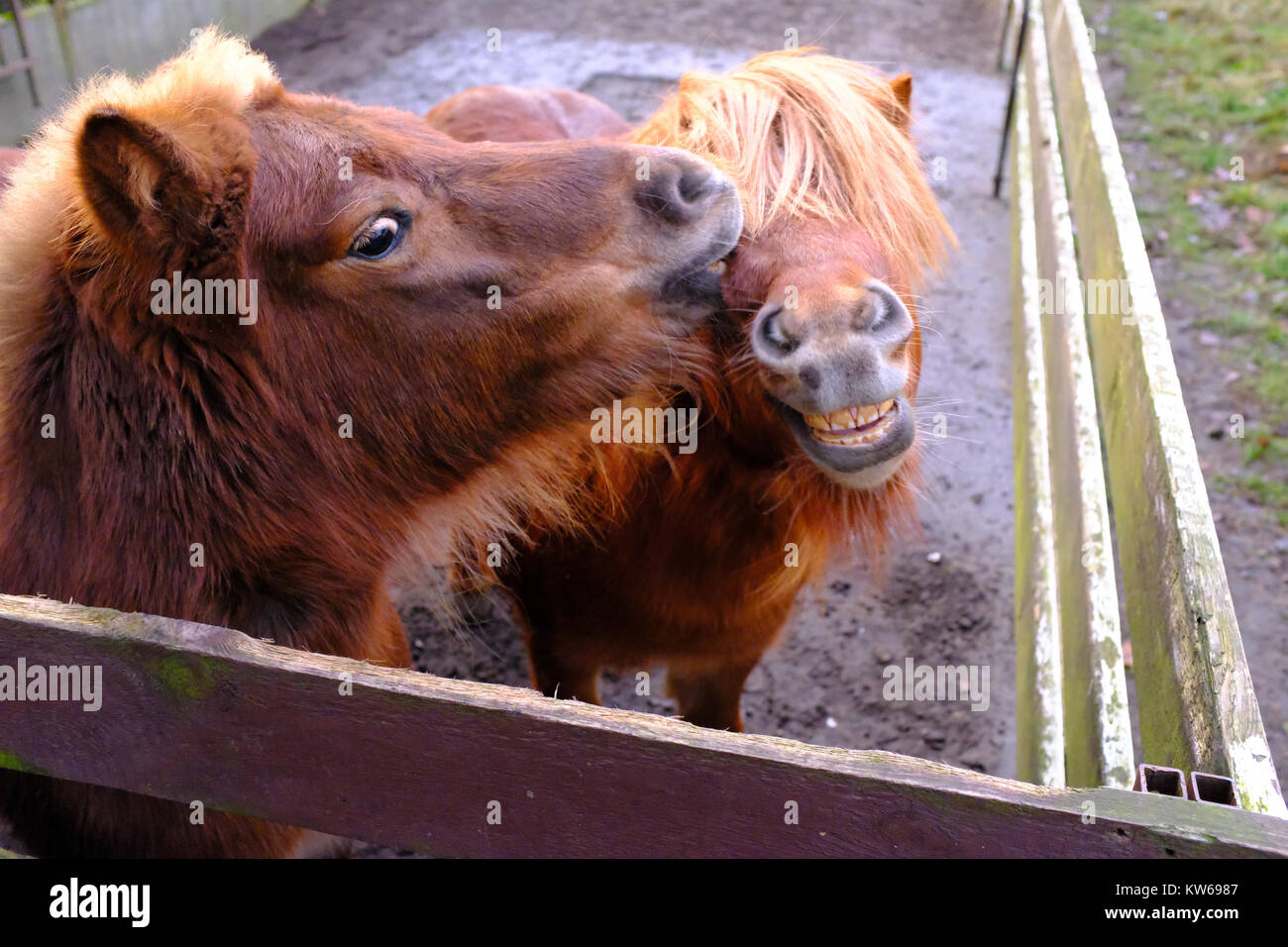 Two small ponies Stock Photo - Alamy