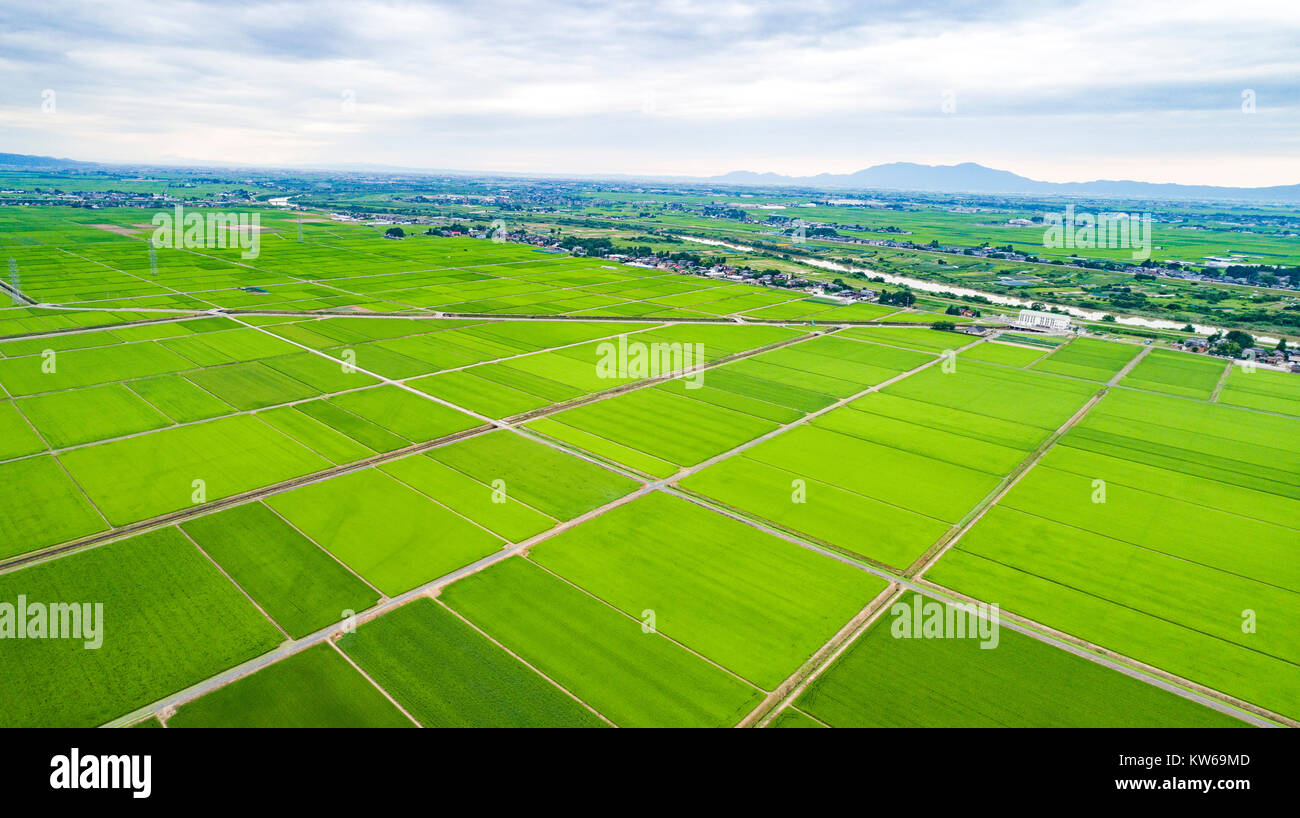 Rice Field, Tagami Town, Minamikanbara District, Niigata Prefecture ...