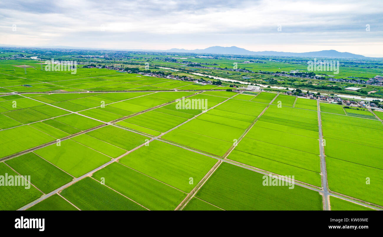 Rice Field, Tagami Town, Minamikanbara District, Niigata Prefecture ...