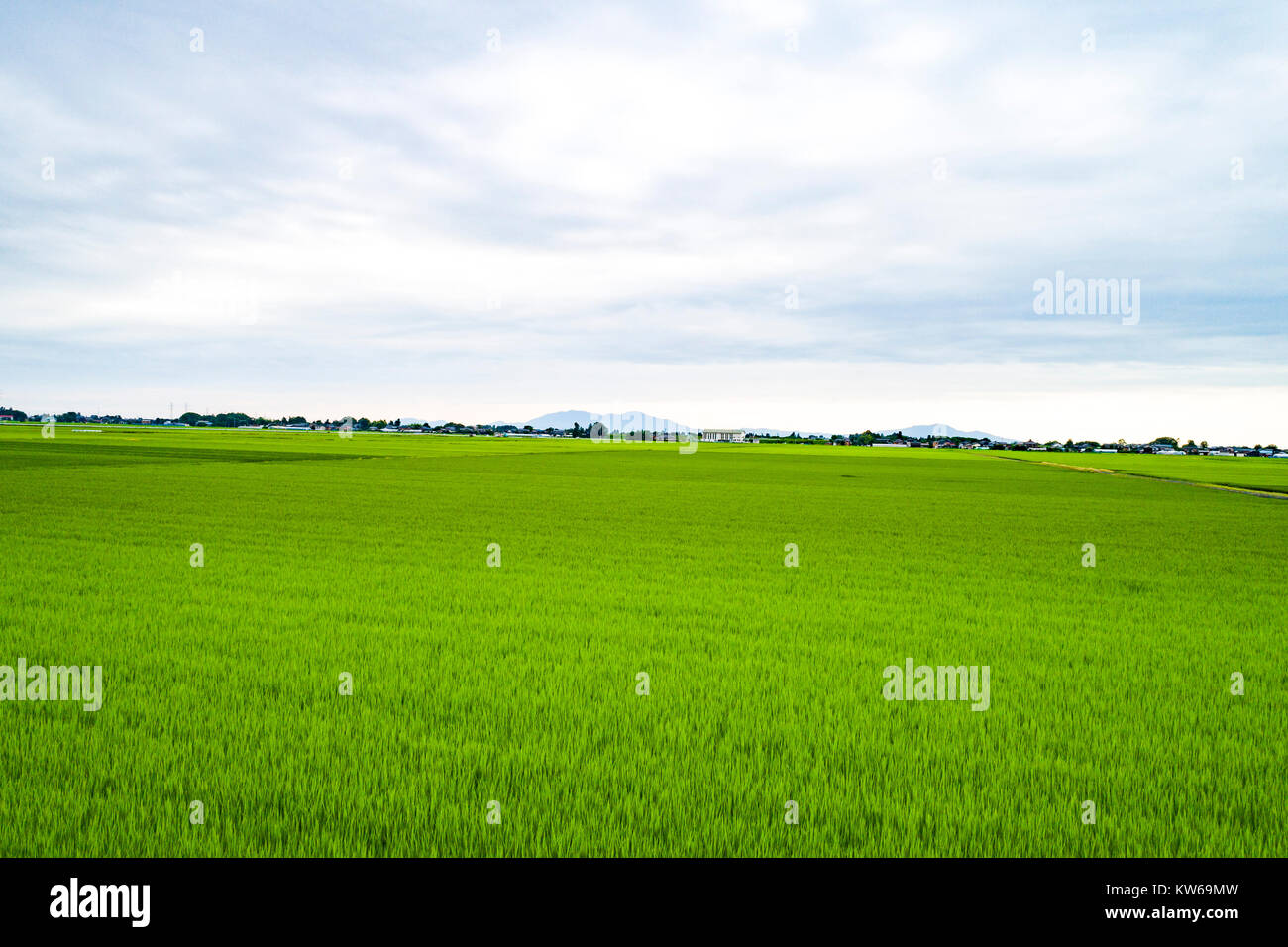 Rice Field, Tagami Town, Minamikanbara District, Niigata Prefecture ...