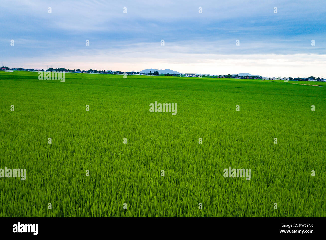 Rice Field, Tagami Town, Minamikanbara District, Niigata Prefecture ...