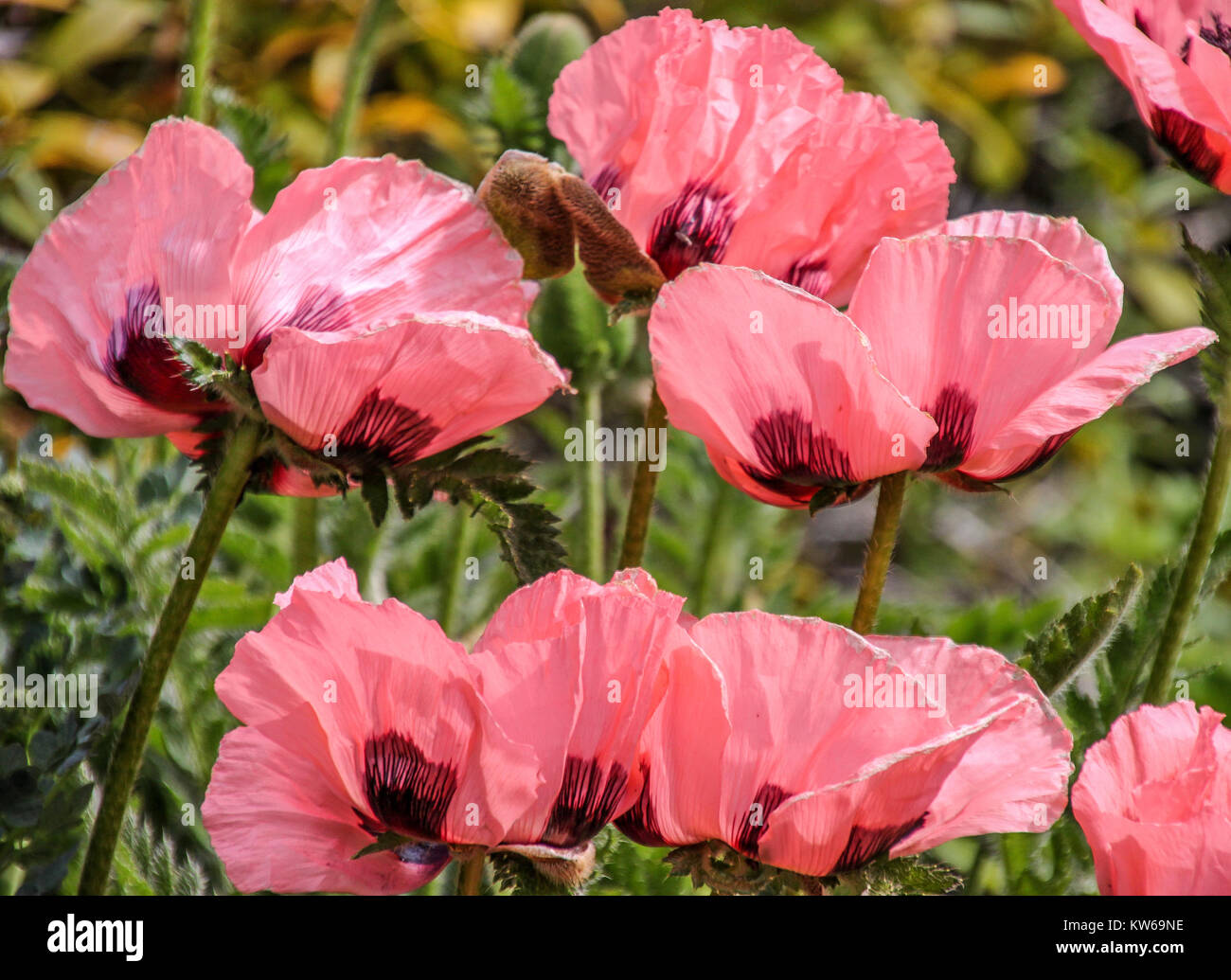 Giant pink poppies Stock Photo - Alamy