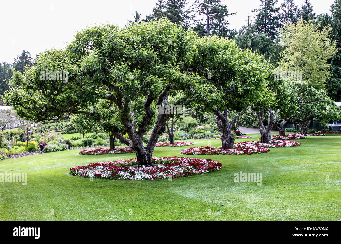 Trees in a row with floral garden beds Stock Photo - Alamy