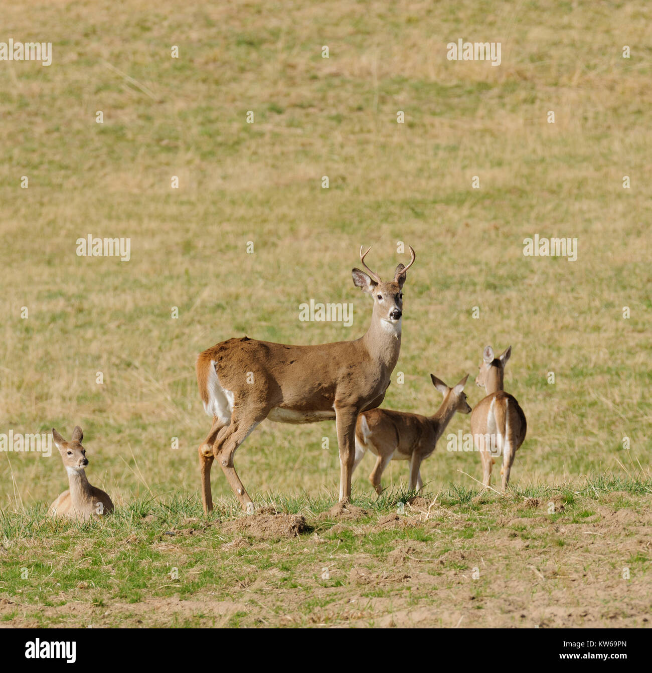 male (buck) Whitetail deer (odocoilus virginianus) with other deer ...