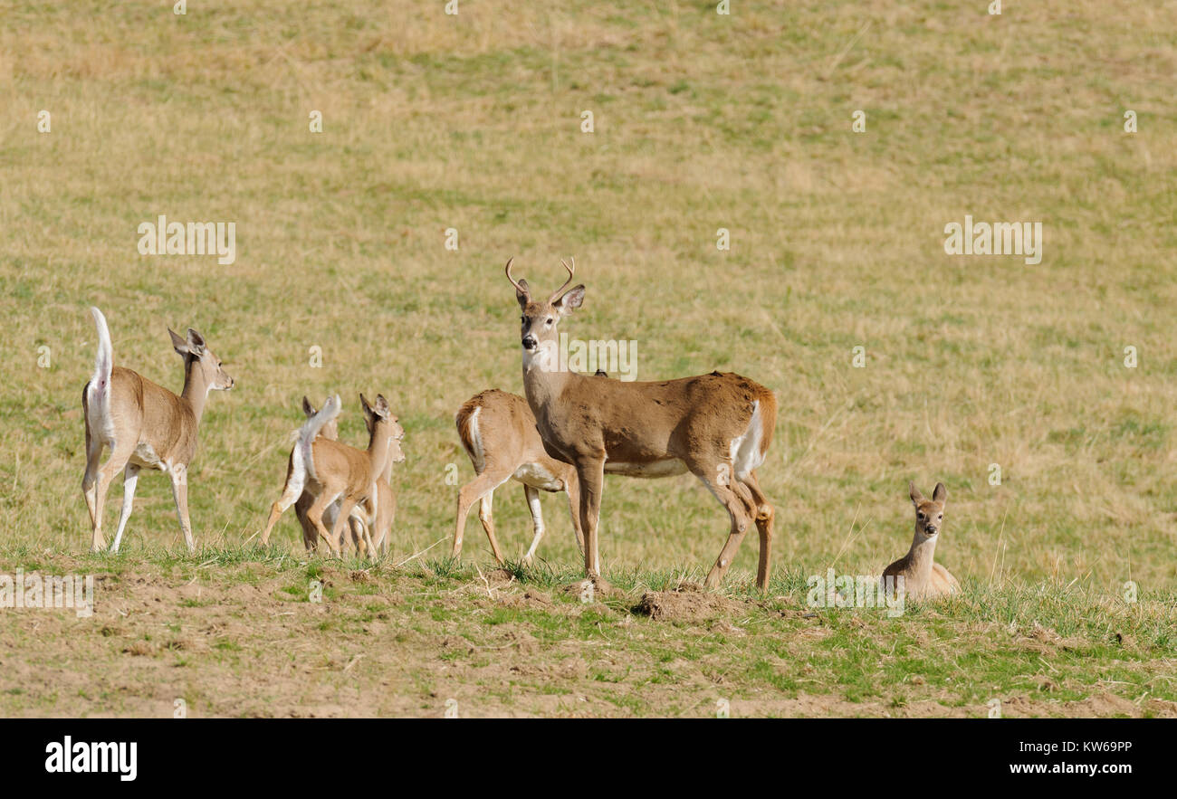 Whitetail deer running hi-res stock photography and images - Alamy