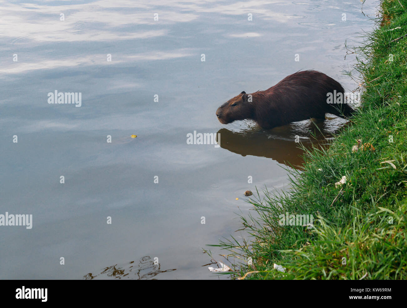 The capybara Hydrochoerus hydrochaeris is the largest living rodent in ...