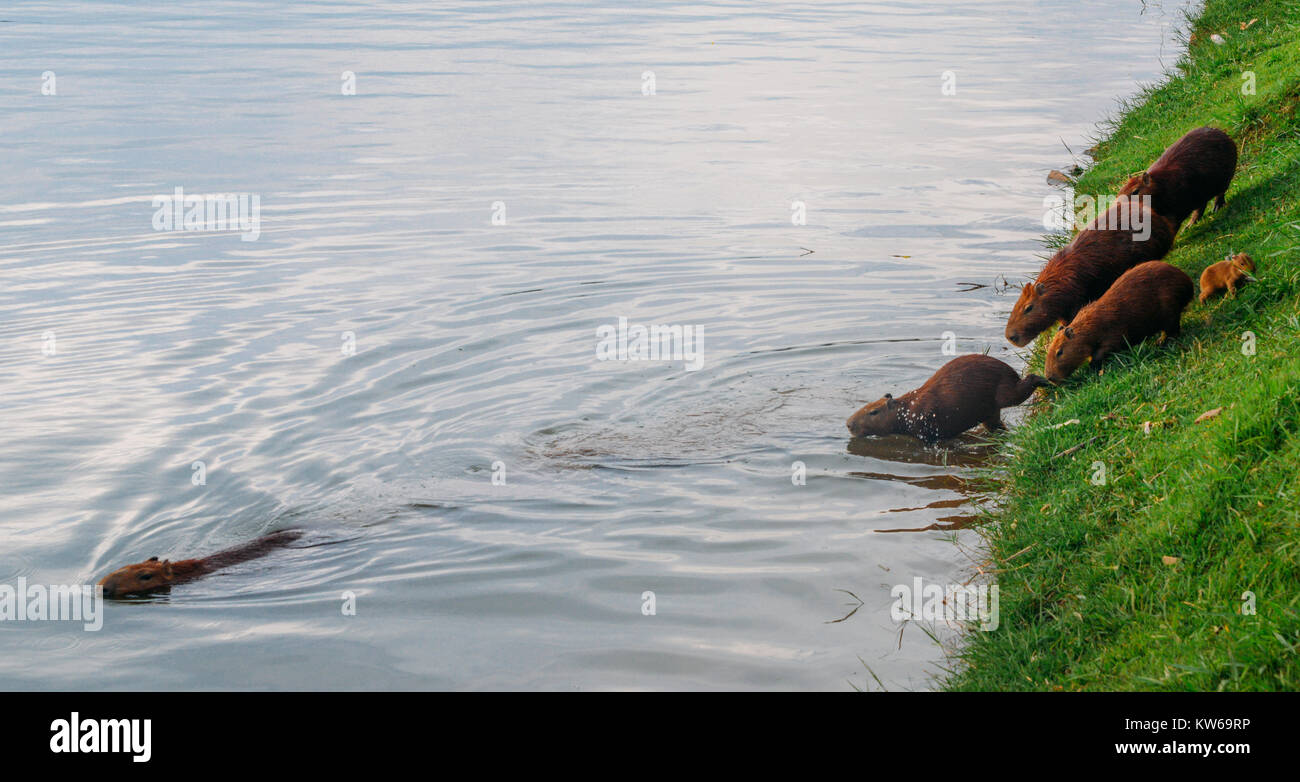 The capybara Hydrochoerus hydrochaeris is the largest living rodent in ...