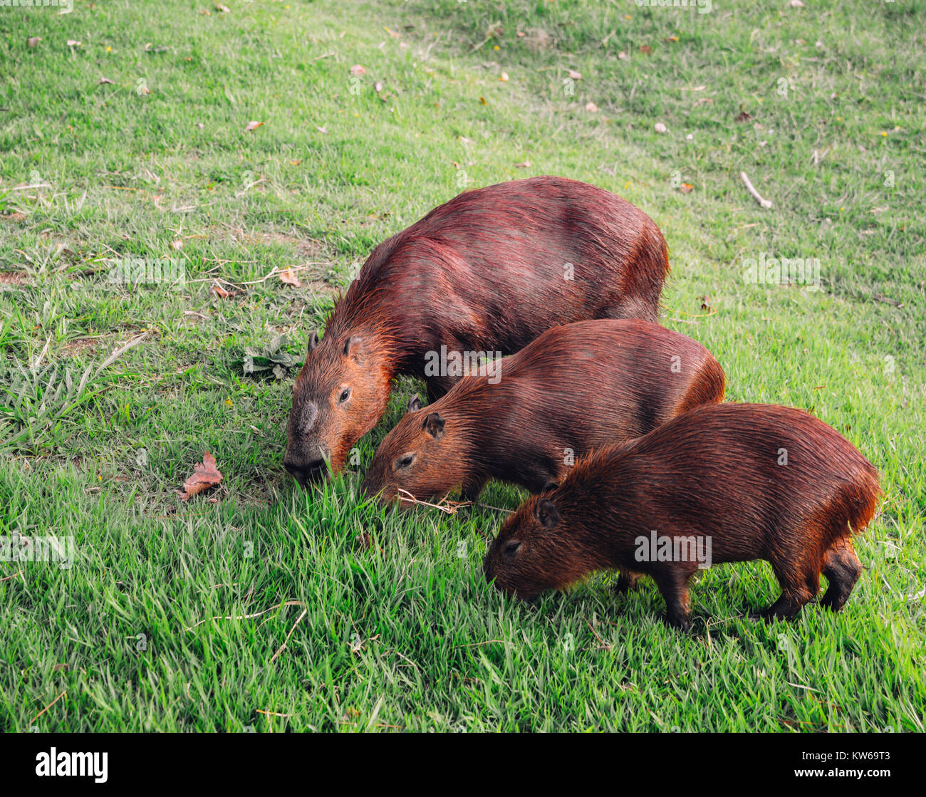 The capybara Hydrochoerus hydrochaeris is the largest living rodent in ...