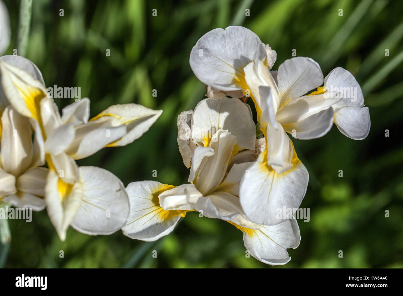 Iris light of paris hi-res stock photography and images - Alamy