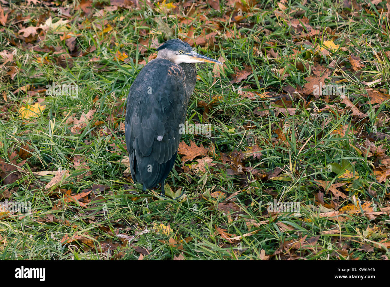 Blue haron in grass Stock Photo - Alamy