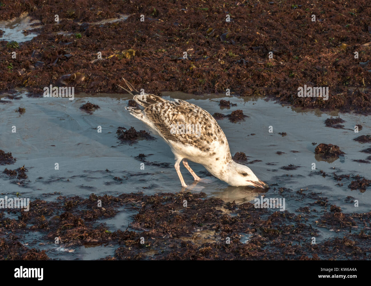 Seagull Drinking Water on Hampton Beach Stock Photo - Alamy