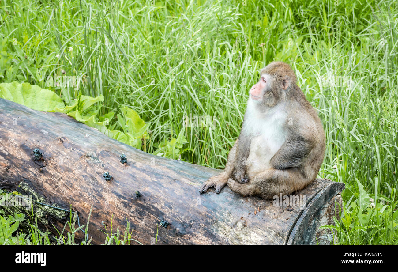 Monkey seating on a wood log Stock Photo - Alamy