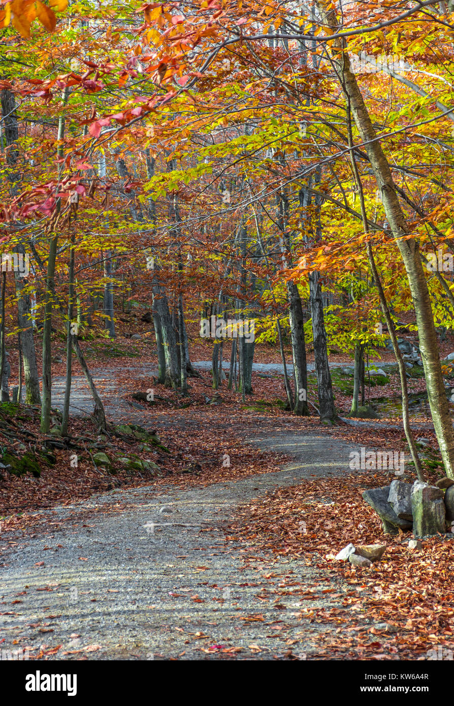 Beautiful Fall Folliage Over a Sinuous Hiking Trail Stock Photo - Alamy
