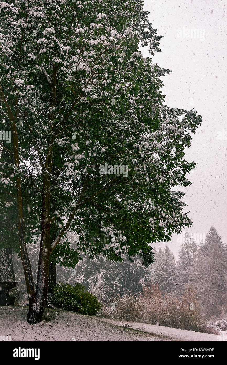 Large snow covered tree Stock Photo - Alamy