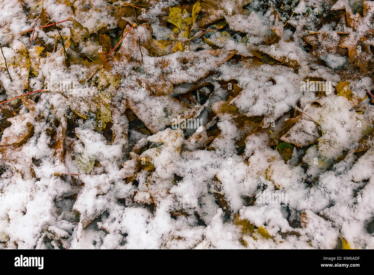 snow covered fall leaves Stock Photo - Alamy