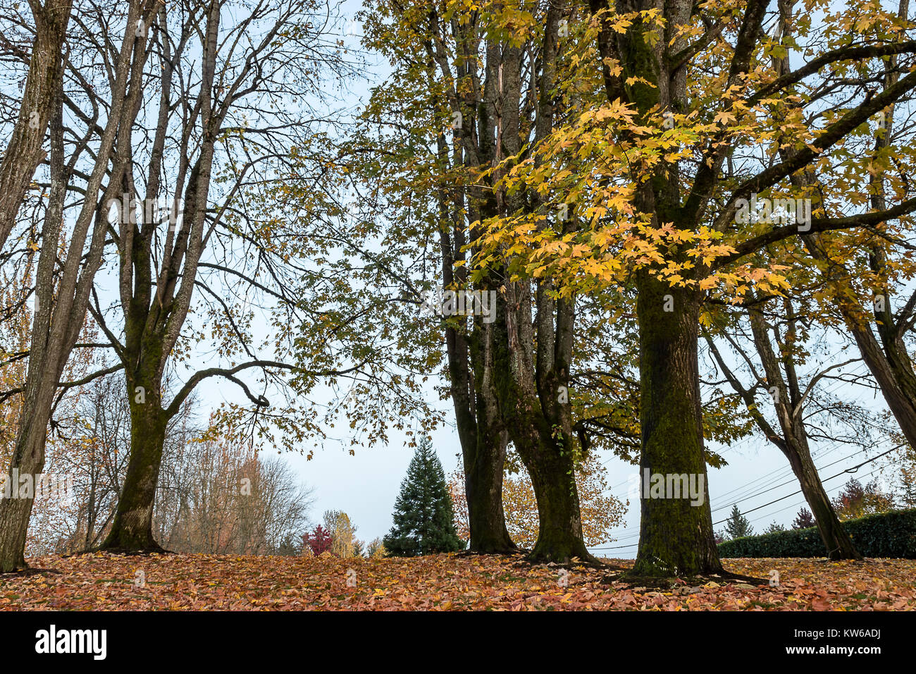 Fall landscape with tall trees Stock Photo - Alamy