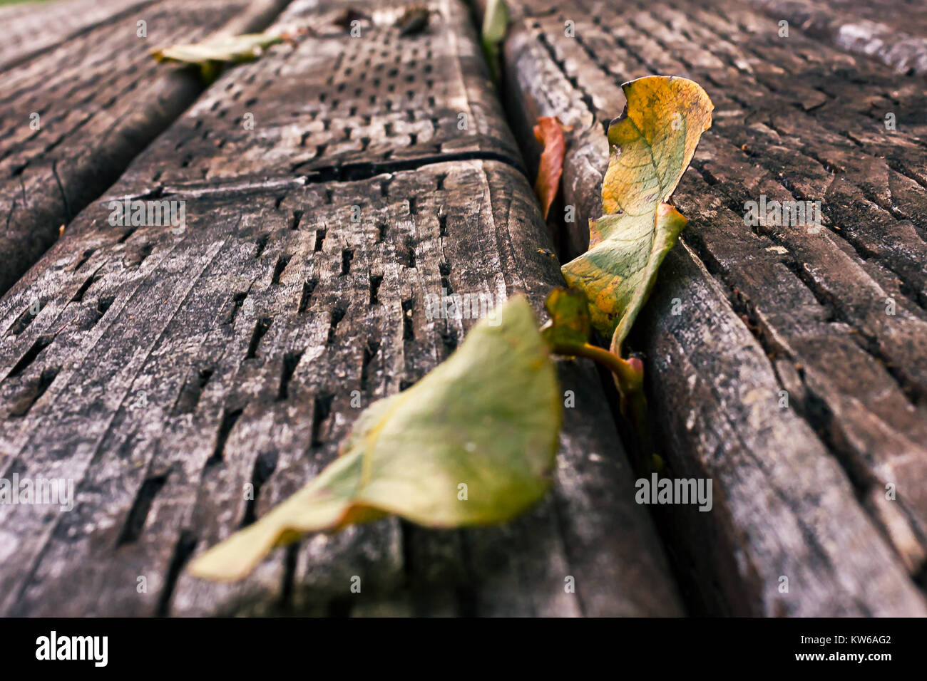 Dual leaves in boards Stock Photo - Alamy