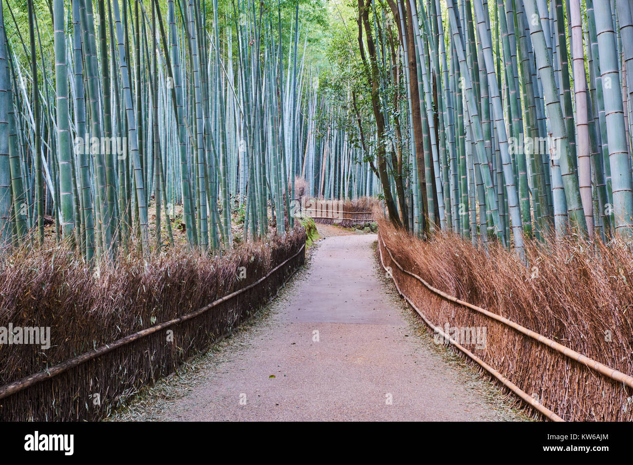 Honshu island japan forest hi-res stock photography and images - Alamy