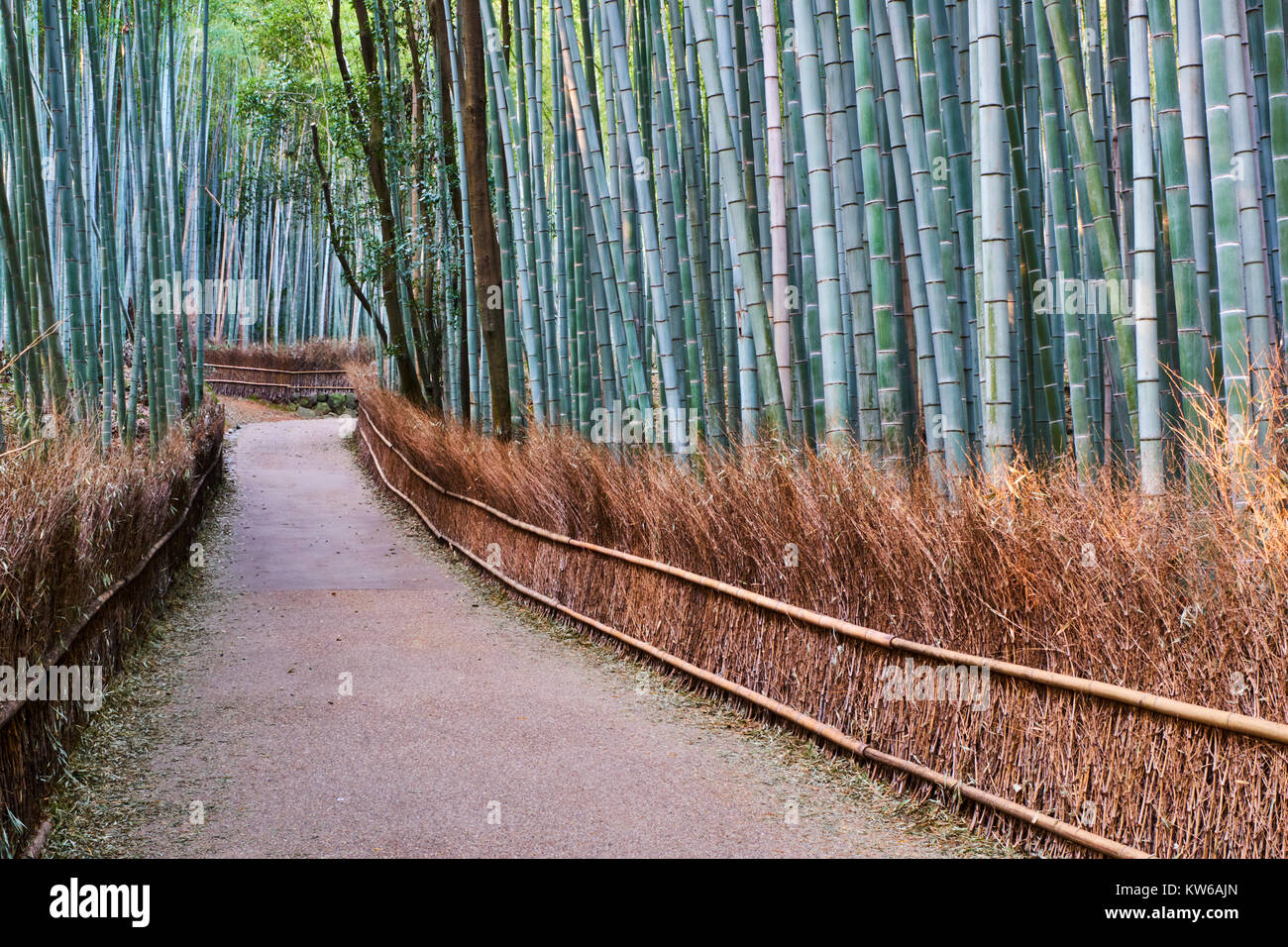 Arashiyama bamboo forest hi-res stock photography and images - Alamy
