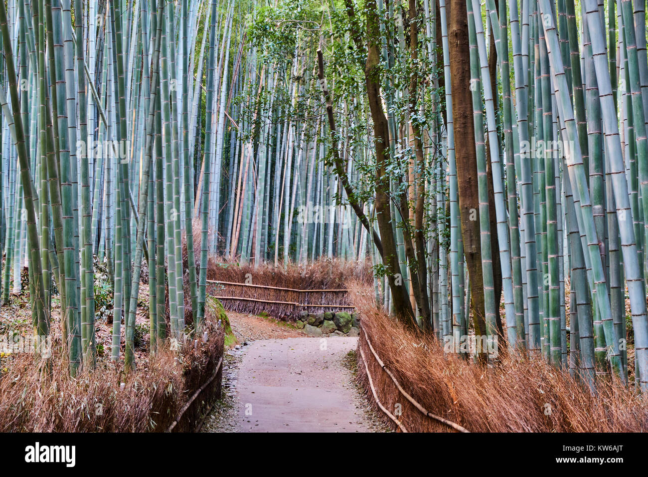 Japan, Honshu island, Kansai region, Kyoto, Arashiyama Sagana, a bamboo ...
