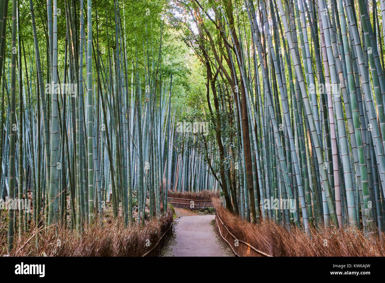 Japan, Honshu island, Kansai region, Kyoto, Arashiyama Sagana, a bamboo ...