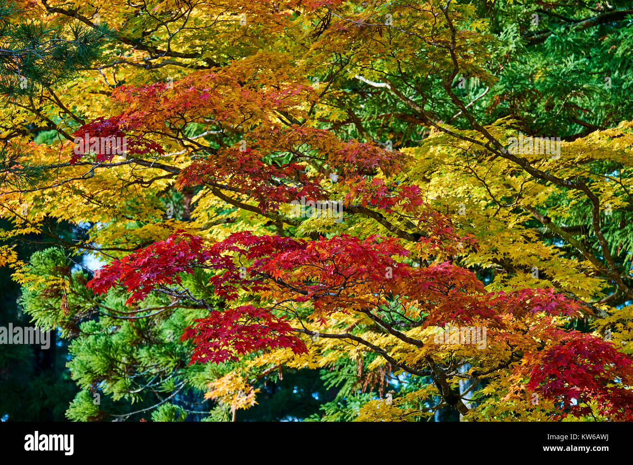 Garan tree hi-res stock photography and images - Alamy