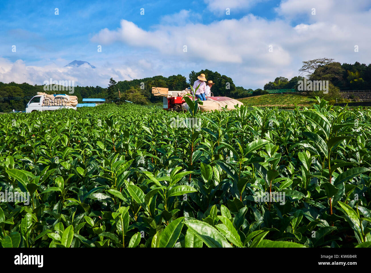 Japan, Honshu, Shizuoka, tea fields and Mount Fuji Stock Photo - Alamy