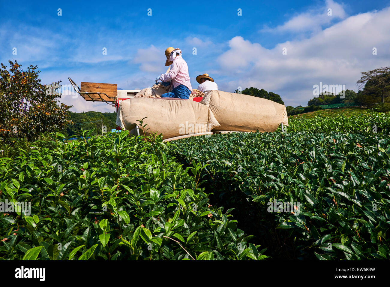Japan, Honshu, Shizuoka, tea fields and Mount Fuji Stock Photo - Alamy
