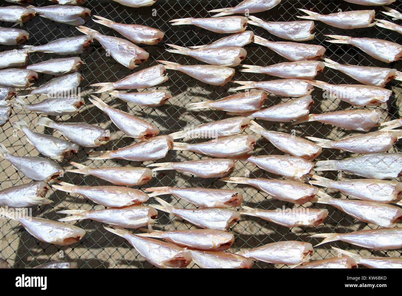 A lot of dry headless fish on the beach Stock Photo - Alamy