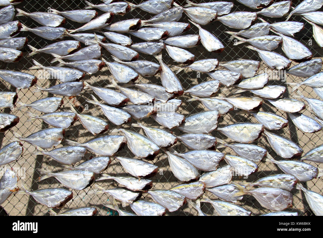 Headless fish under the hot sun on the beach Stock Photo - Alamy