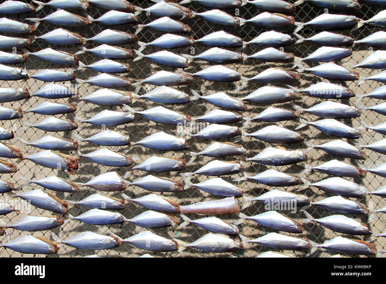 Dry sardines under the hot sun on the beach Stock Photo - Alamy