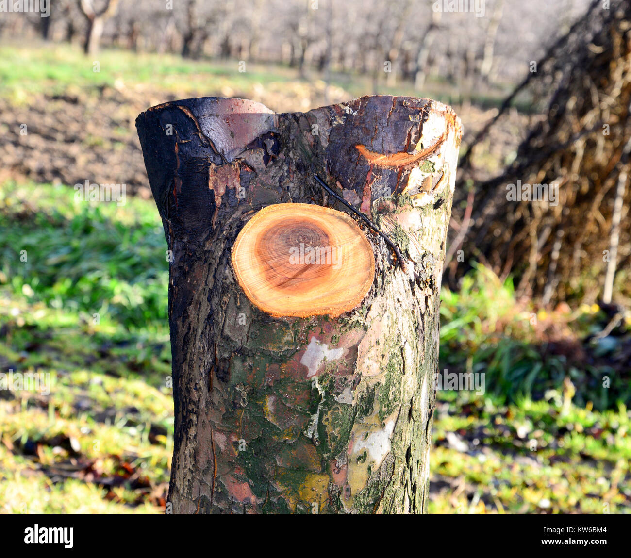 old apple tree cut in an orchard, image of a Stock Photo - Alamy