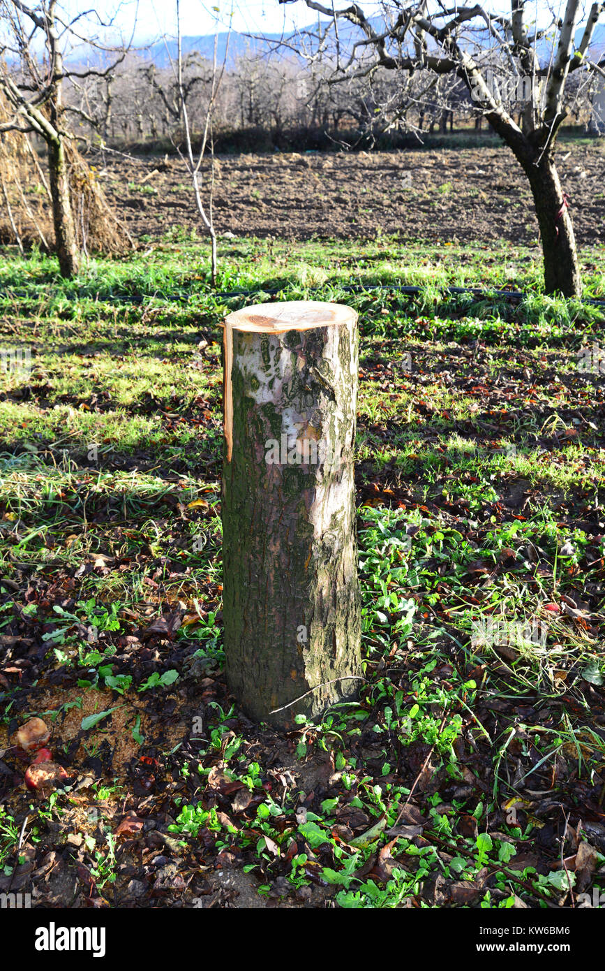old apple tree cut in an orchard, image of a Stock Photo - Alamy