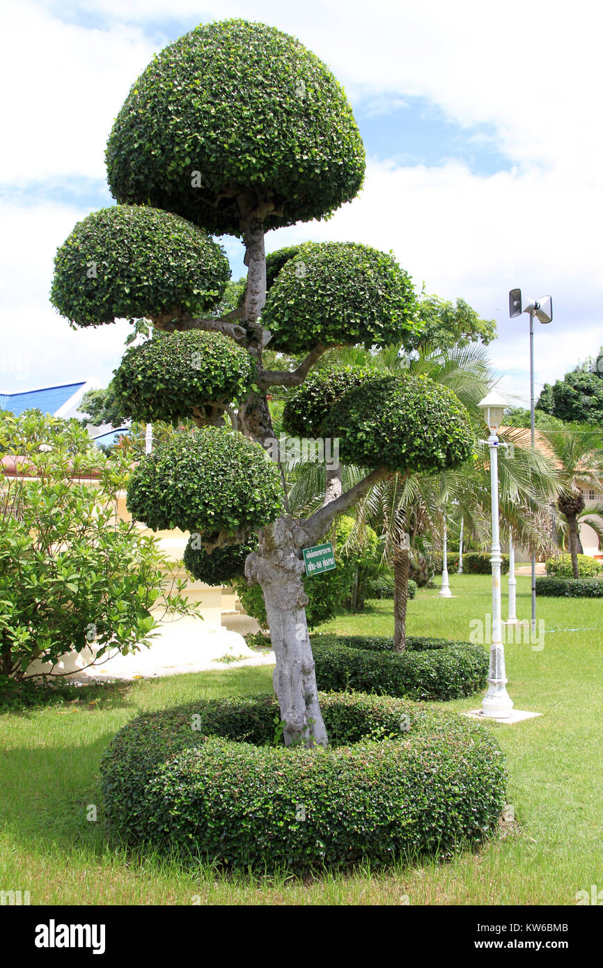 Tree in city garden in Prachuap Khiri Khan, Thailand Stock Photo - Alamy