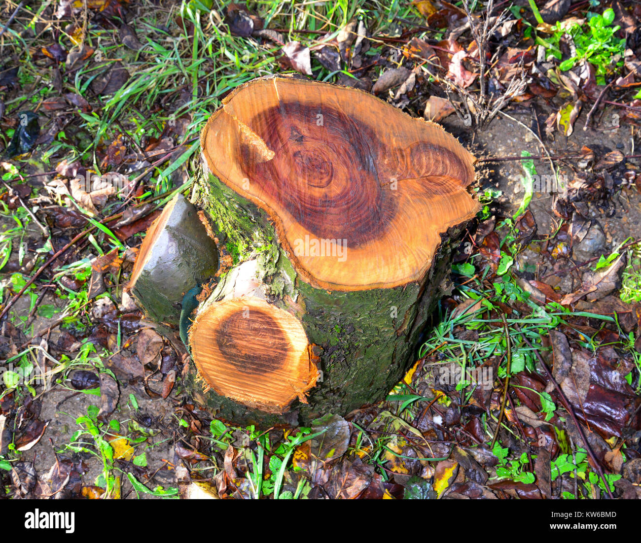 old apple tree cut in an orchard, image of a Stock Photo - Alamy