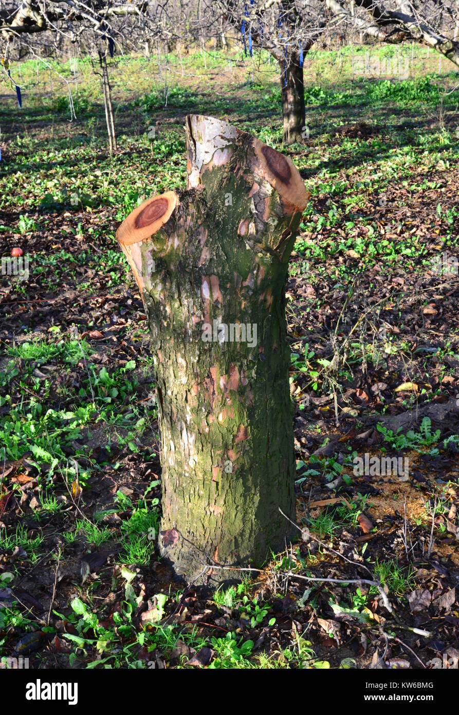 old apple tree cut in an orchard, image of a Stock Photo - Alamy