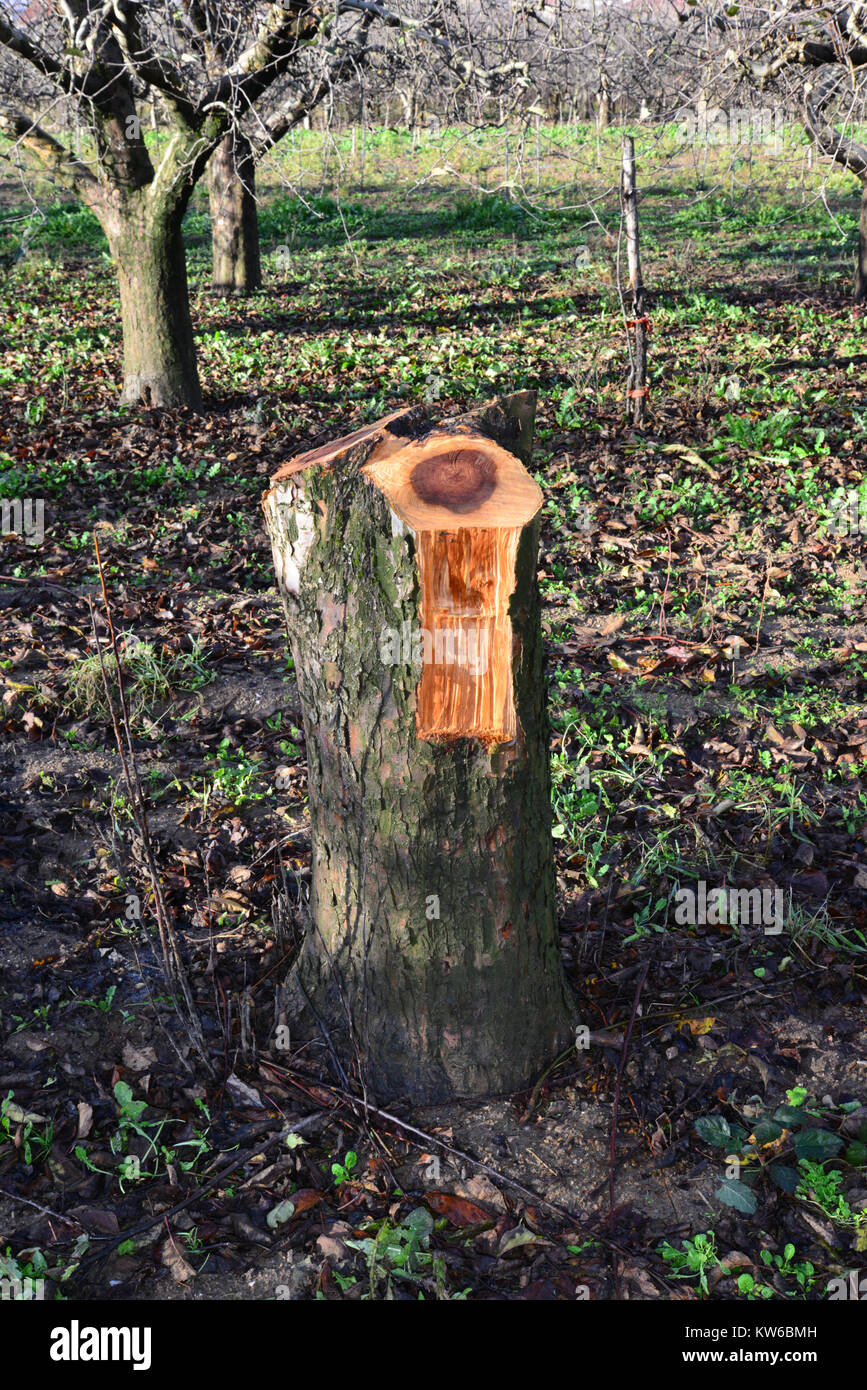 old apple tree cut in an orchard, image of a Stock Photo - Alamy